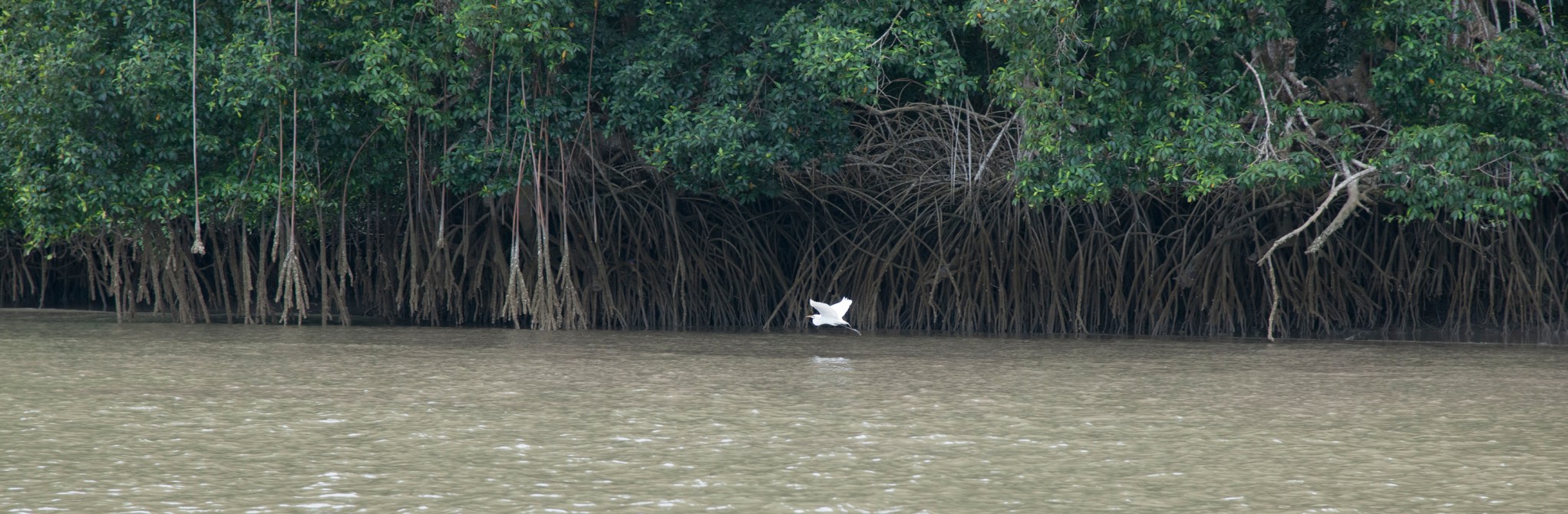 Field Work – Mangrove Science